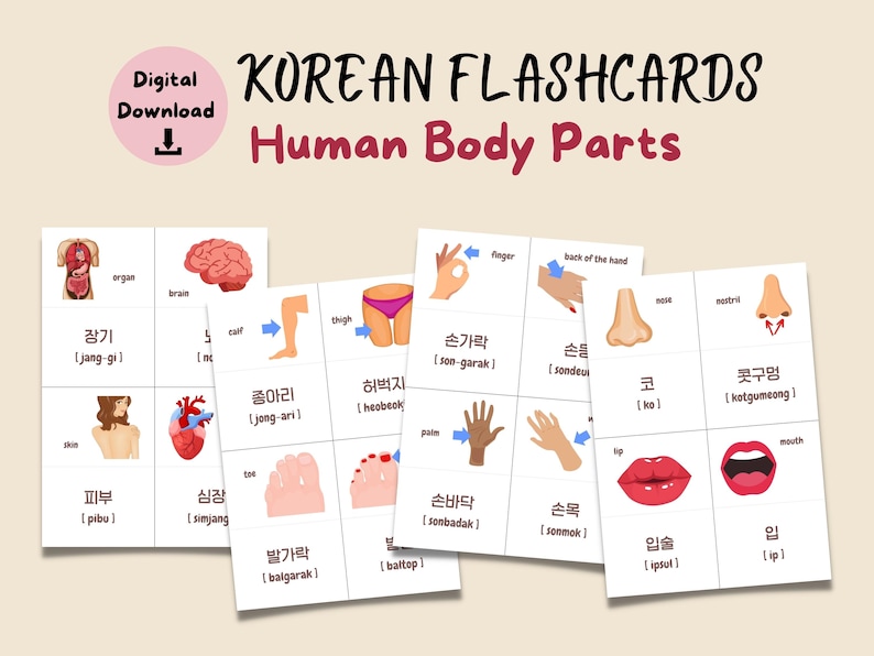 Korean Body Parts Flashcards, Learn Korean Vocabulary, Korean Vocab ...