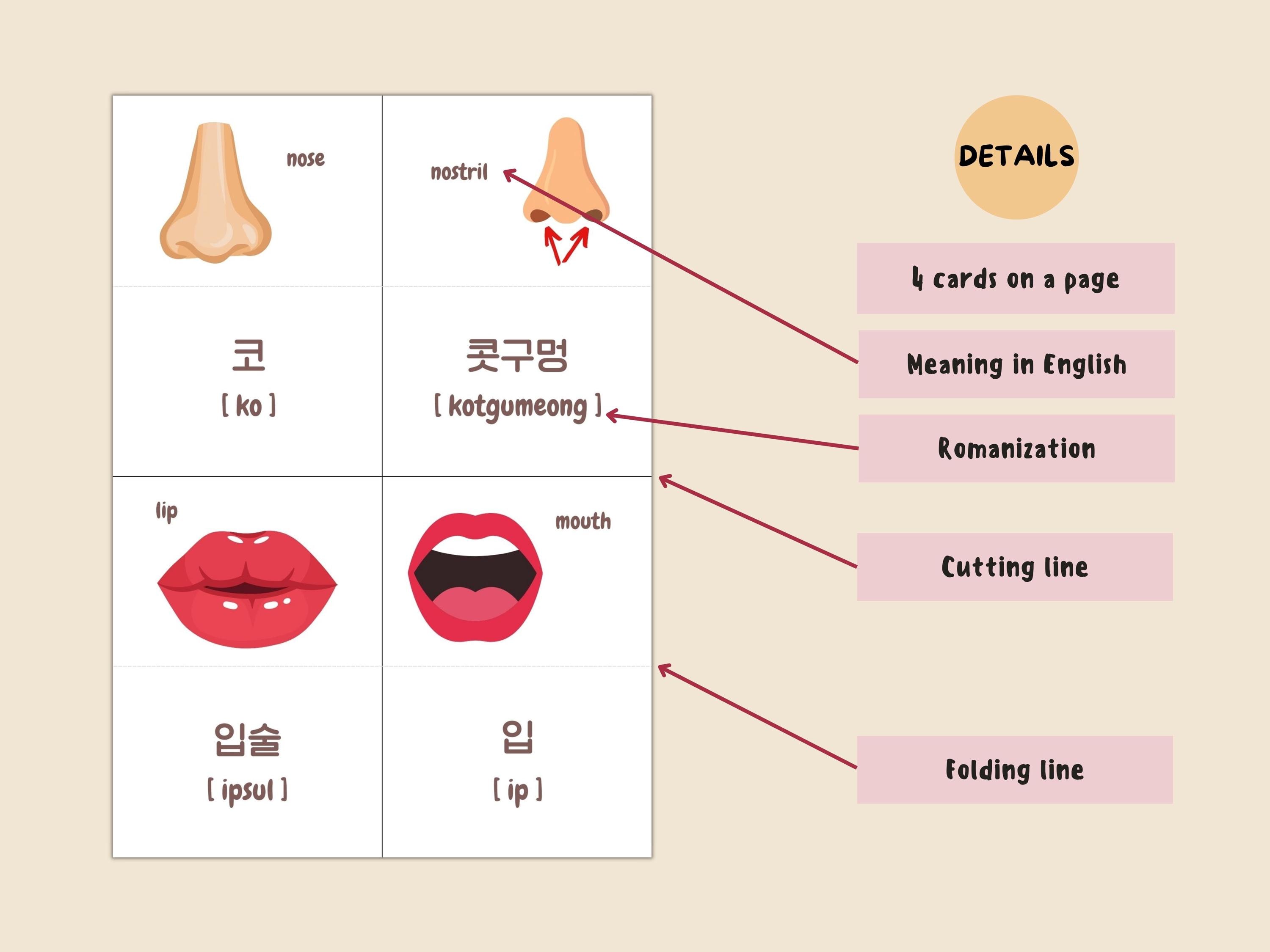 Korean Body Parts Flashcards, Learn Korean Vocabulary, Korean Vocab ...