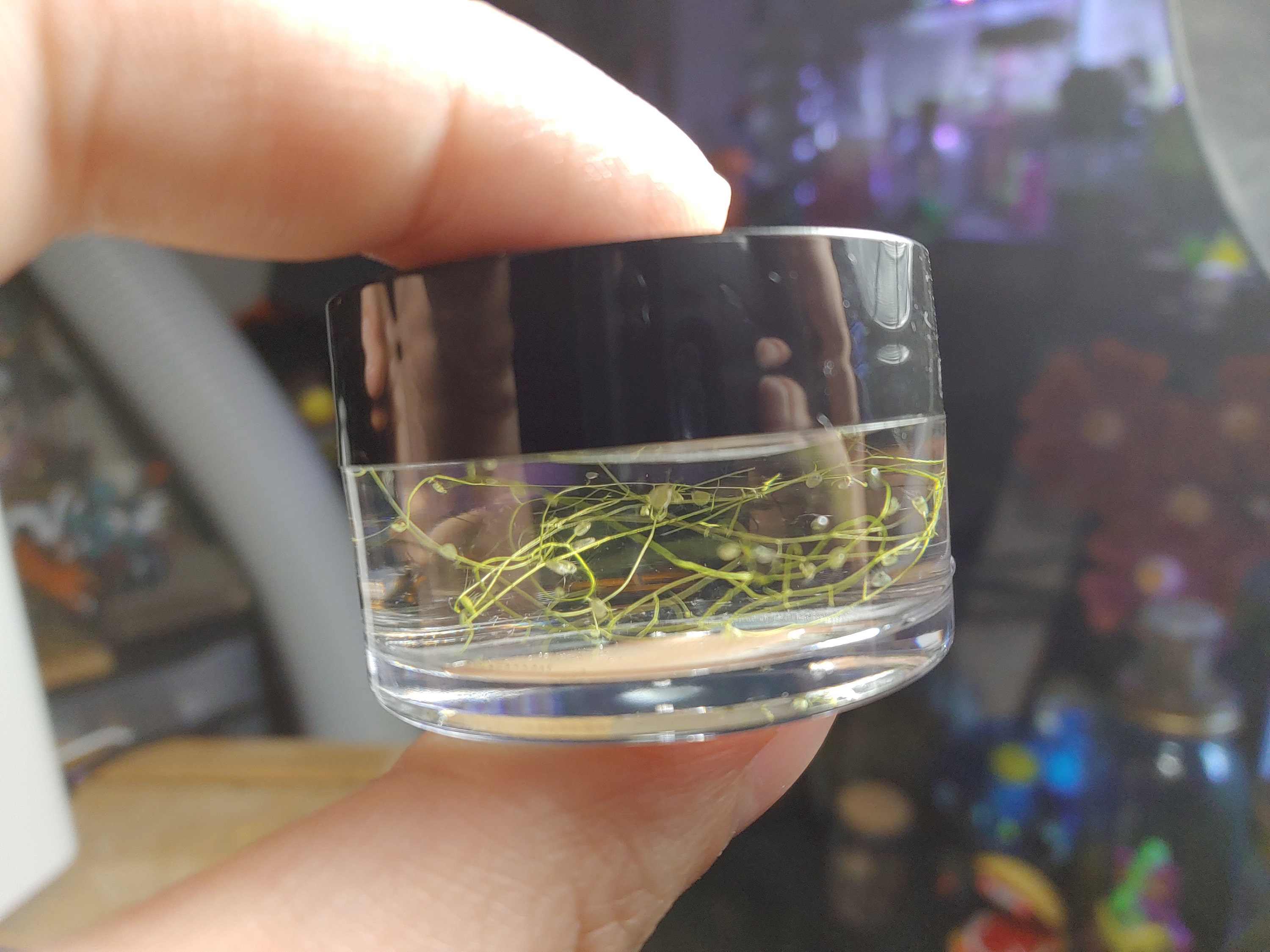 Utricularia Gibba
