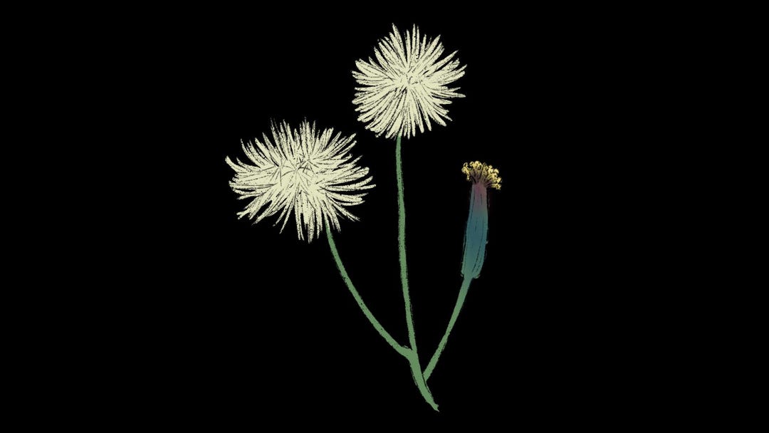 Pápaloquelite ~ Porophyllum Ruderale - Etsy