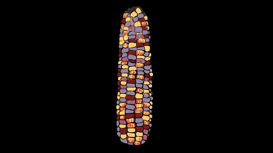 Rainbow Sweet Corn ~ Zea Mays - Etsy
