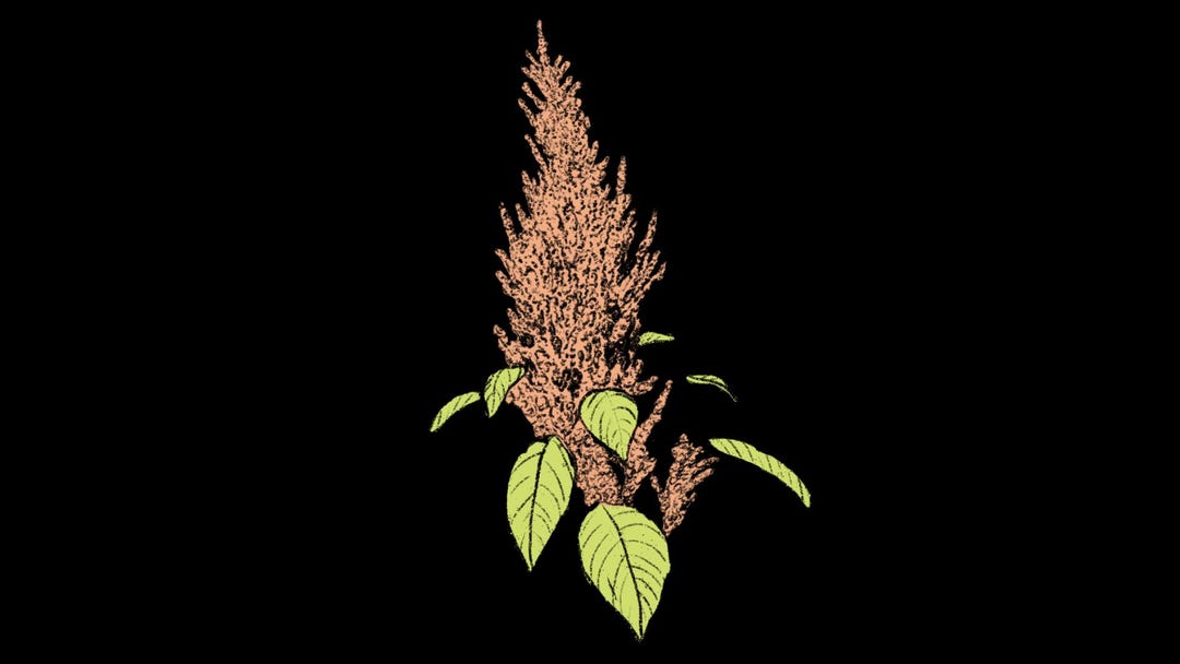 Chinese Giant Orange Amaranth ~ Amaranthus Hypochondriacus - Etsy