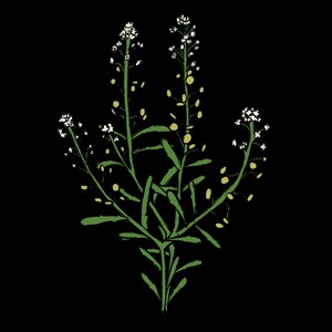 Common Pepperweed ~ Lepidium Virginicum - Etsy