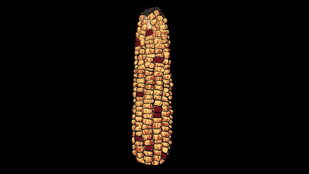 Seneca Red Stalker Corn ~ Zea Mays - Etsy