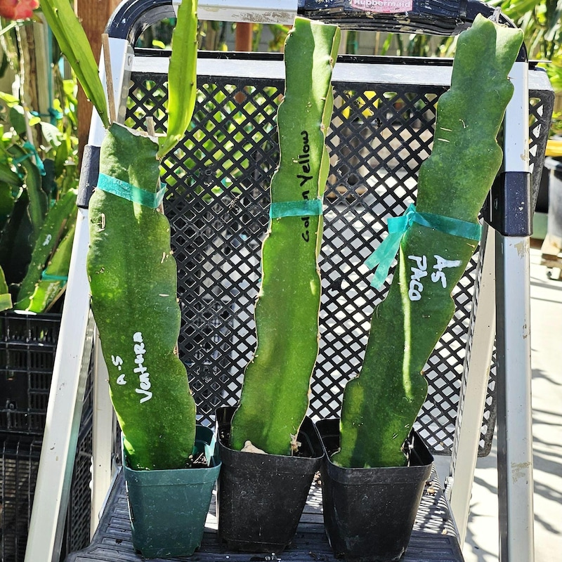 Dragon Fruit Plus - Etsy