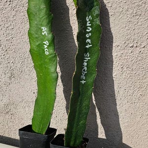 ROOTED Dragon Fruit Plants, 25 Plus, POPULAR & RARE Varieties. - Etsy