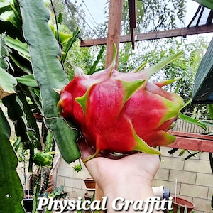 ROOTED Dragon Fruit Plants, 25 Plus, POPULAR & RARE Varieties. - Etsy