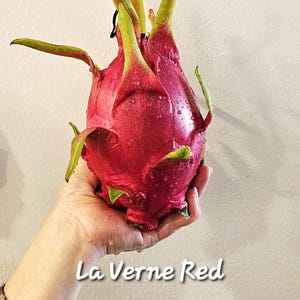 ROOTED Dragon Fruit Plants, 25 Plus, POPULAR & RARE Varieties. - Etsy
