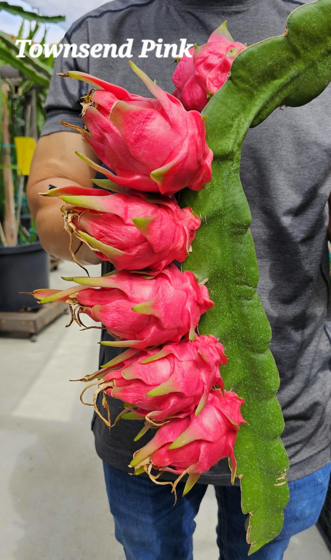 ROOTED Dragon Fruit Plants, 25 Plus, POPULAR & RARE Varieties. - Etsy
