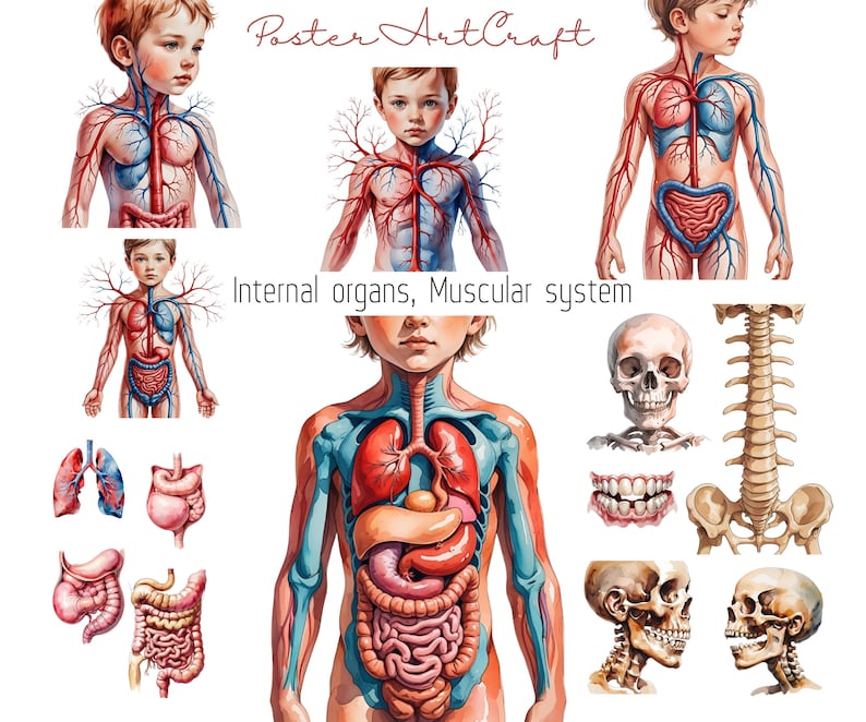 Child Anatomy Clipart Bundle – Organs, Skeleton, Muscles – Pediatric ...