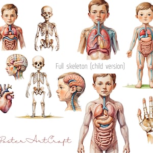 Child Anatomy Clipart Bundle – Organs, Skeleton, Muscles – Pediatric ...