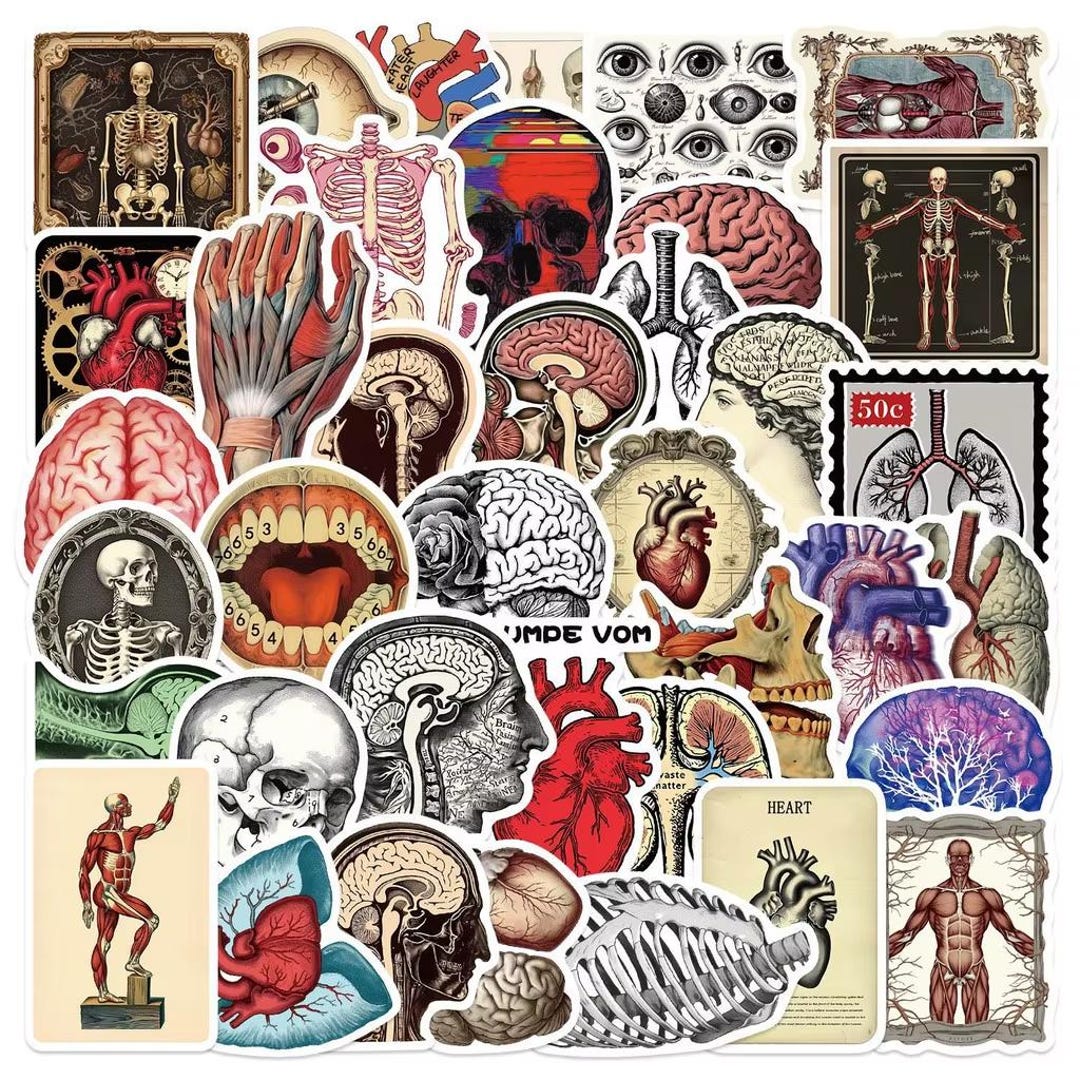 50 Body Organ Stickers, Assorted Self Adhesive Waterproof Stickers ...