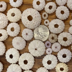 Micro Sea Urchin Shells (set of 12): Hand Collected Ocean Treasures - Etsy