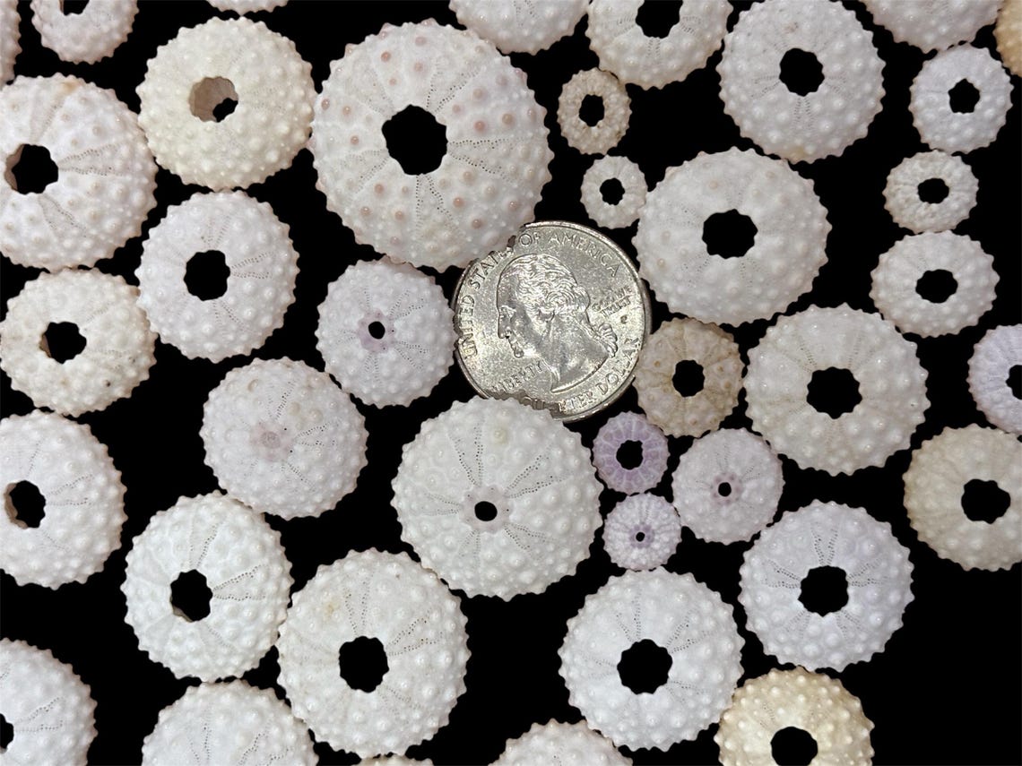 Micro Sea Urchin Shells (set of 12): Hand Collected Ocean Treasures - Etsy