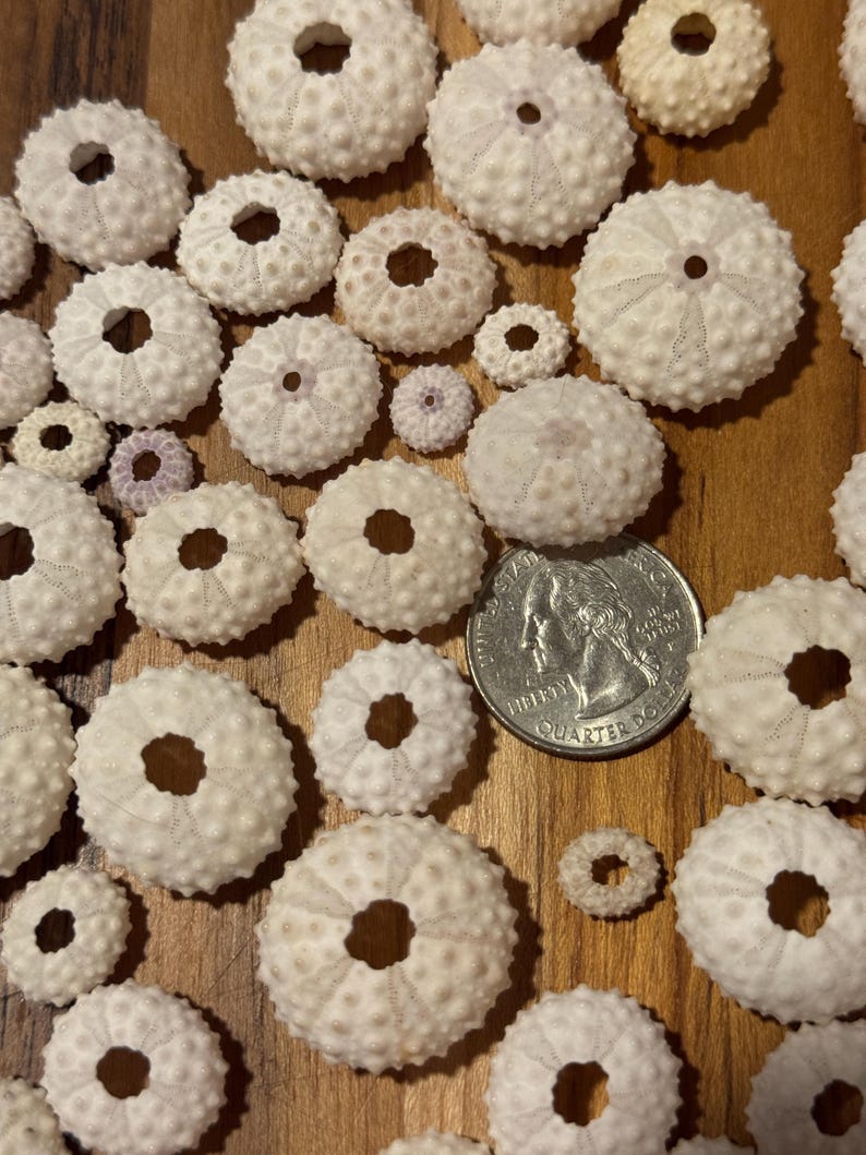 Micro Sea Urchin Shells (set of 12): Hand Collected Ocean Treasures - Etsy
