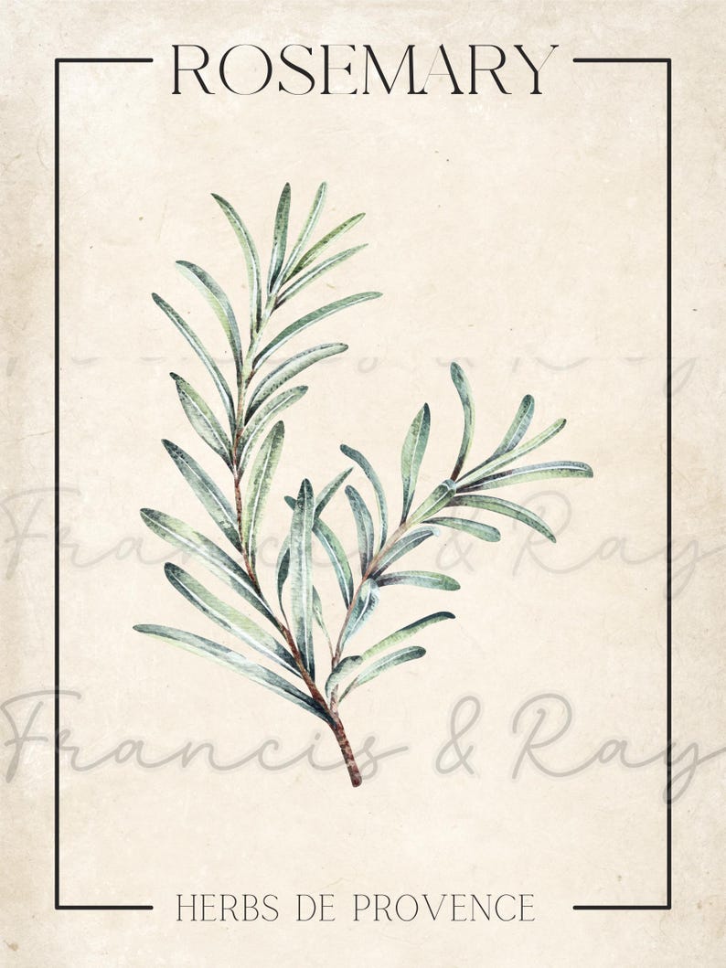 Herbs De Provence Digital Prints – Set of 4 Botanical Herb Wall Art ...