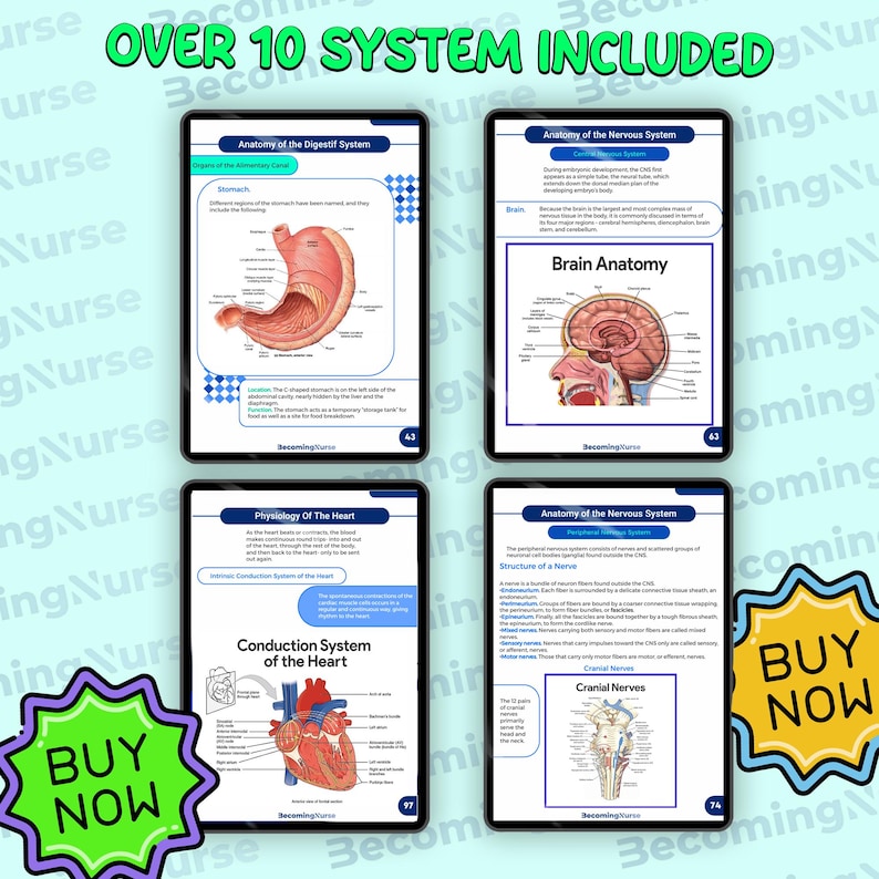 Ultimate Anatomy Learning Bundle – Digital Anatomy Course, Flashcards ...
