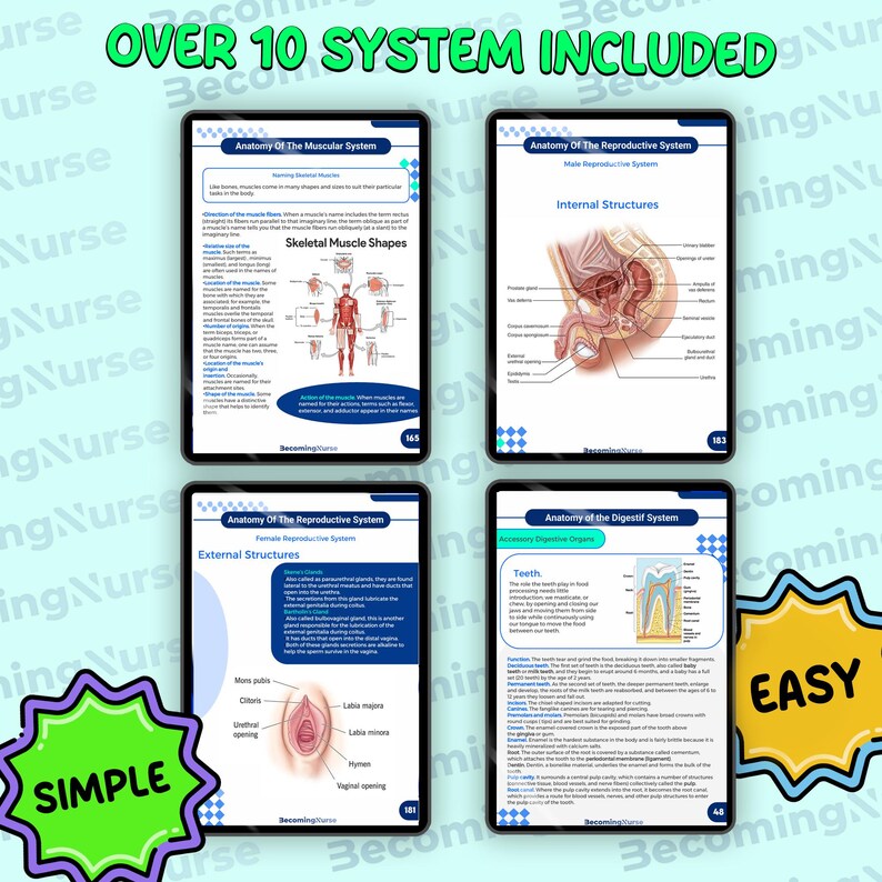 Ultimate Anatomy Learning Bundle – Digital Anatomy Course, Flashcards ...