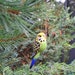 DIY Budgie Felting Instructions - Instant Download PDF - Wool Roommate ...