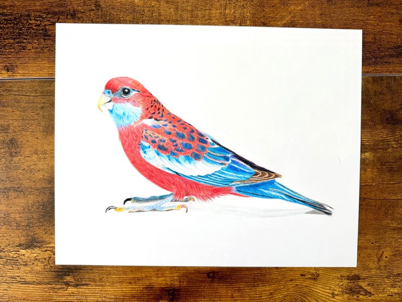 Crimson Rosella Bird Art: Realistic Color Pencil Drawing (14x11) - Etsy