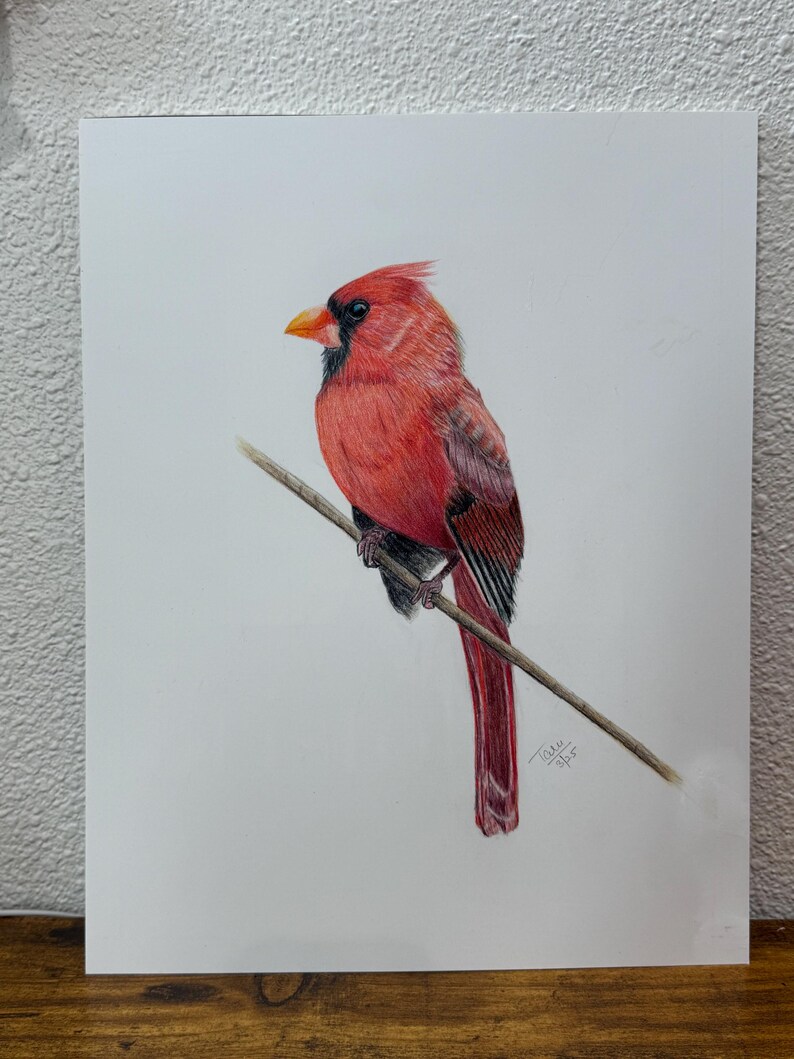 Northern Cardinal Art - Realistic Color Pencil Bird Drawing - Red ...