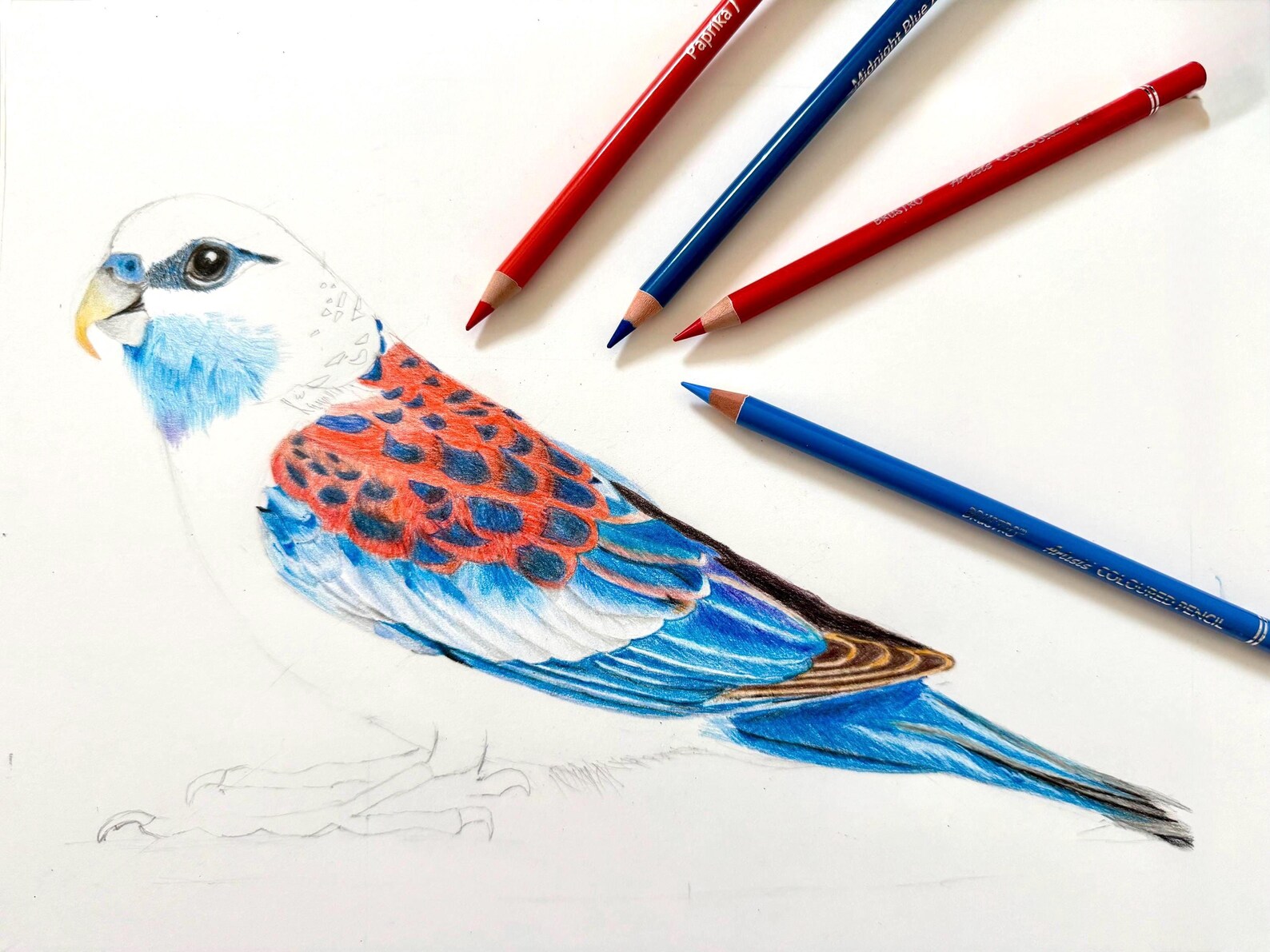 Crimson Rosella Bird Art: Realistic Color Pencil Drawing (14x11) - Etsy