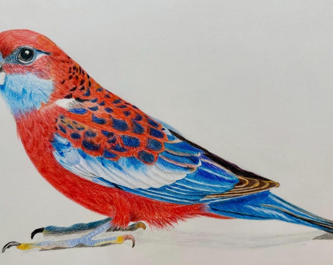 Crimson Rosella Bird Art- Realistic Color Pencil Drawing, Vibrant ...