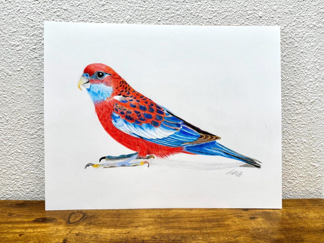 Crimson Rosella Bird Art: Realistic Color Pencil Drawing (14x11) - Etsy