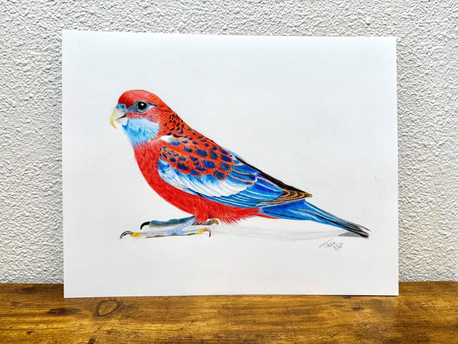 Crimson Rosella Bird Art: Realistic Color Pencil Drawing (14x11) - Etsy