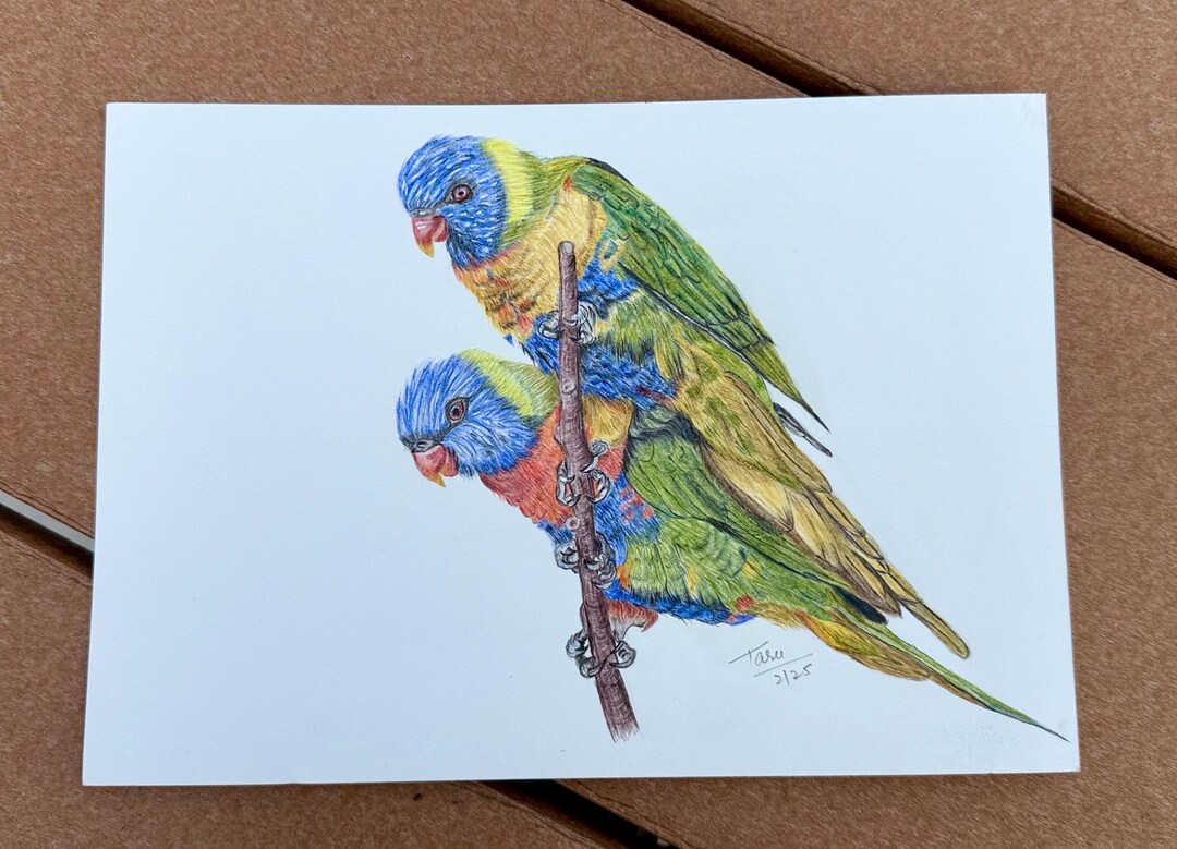 Rainbow Lorikeets Drawing – Original Colored Pencil Bird Art, Wildlife ...