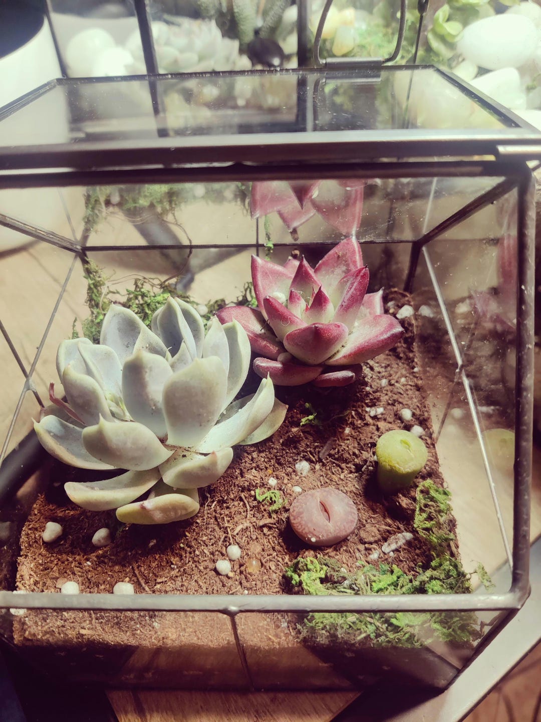 Mini Black Metal and Glass Terrarium With Mixed Arrangement Succulents ...