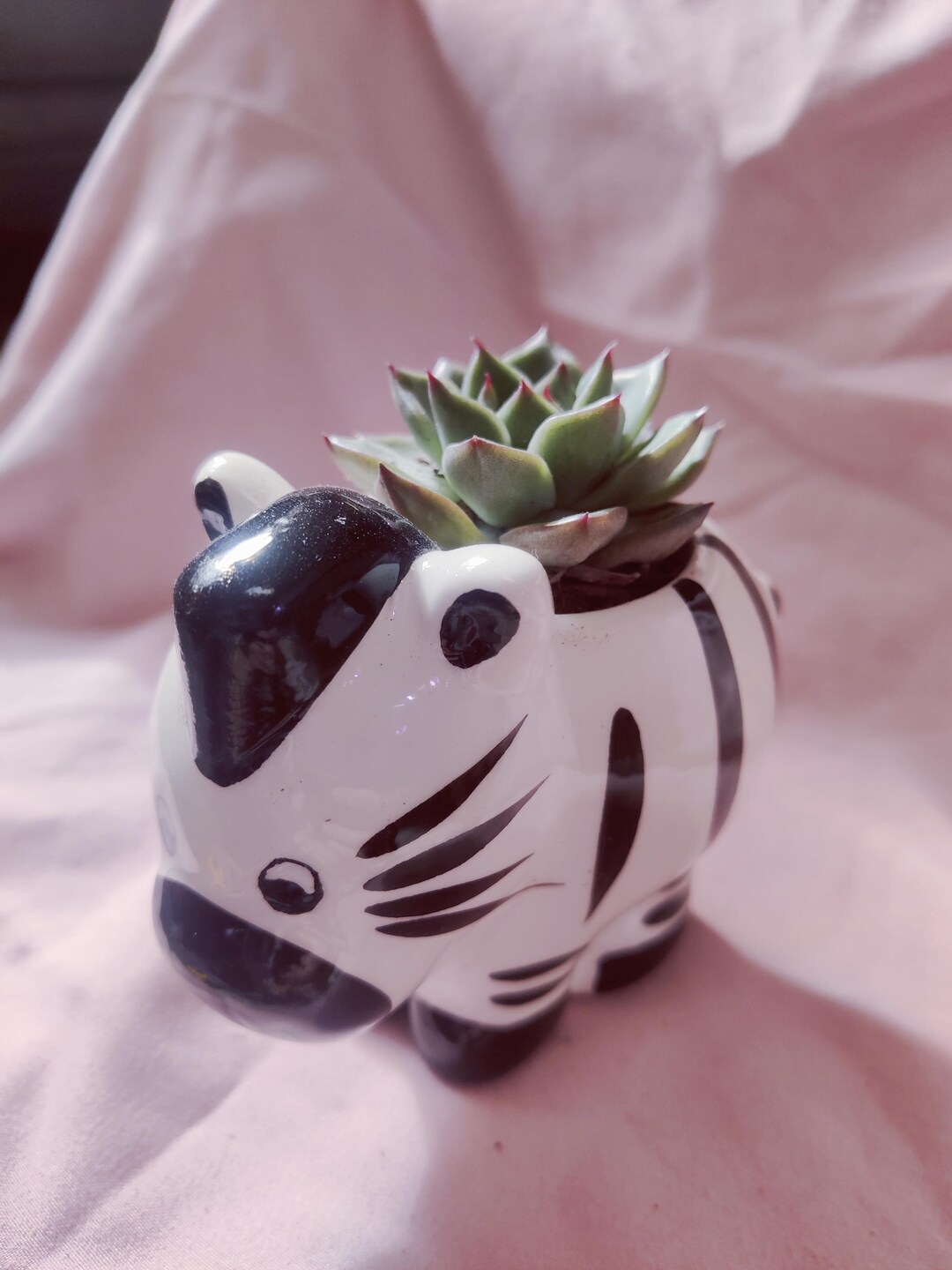 Zebra Ceramic Pot W Drainage - Live Succulent - Etsy