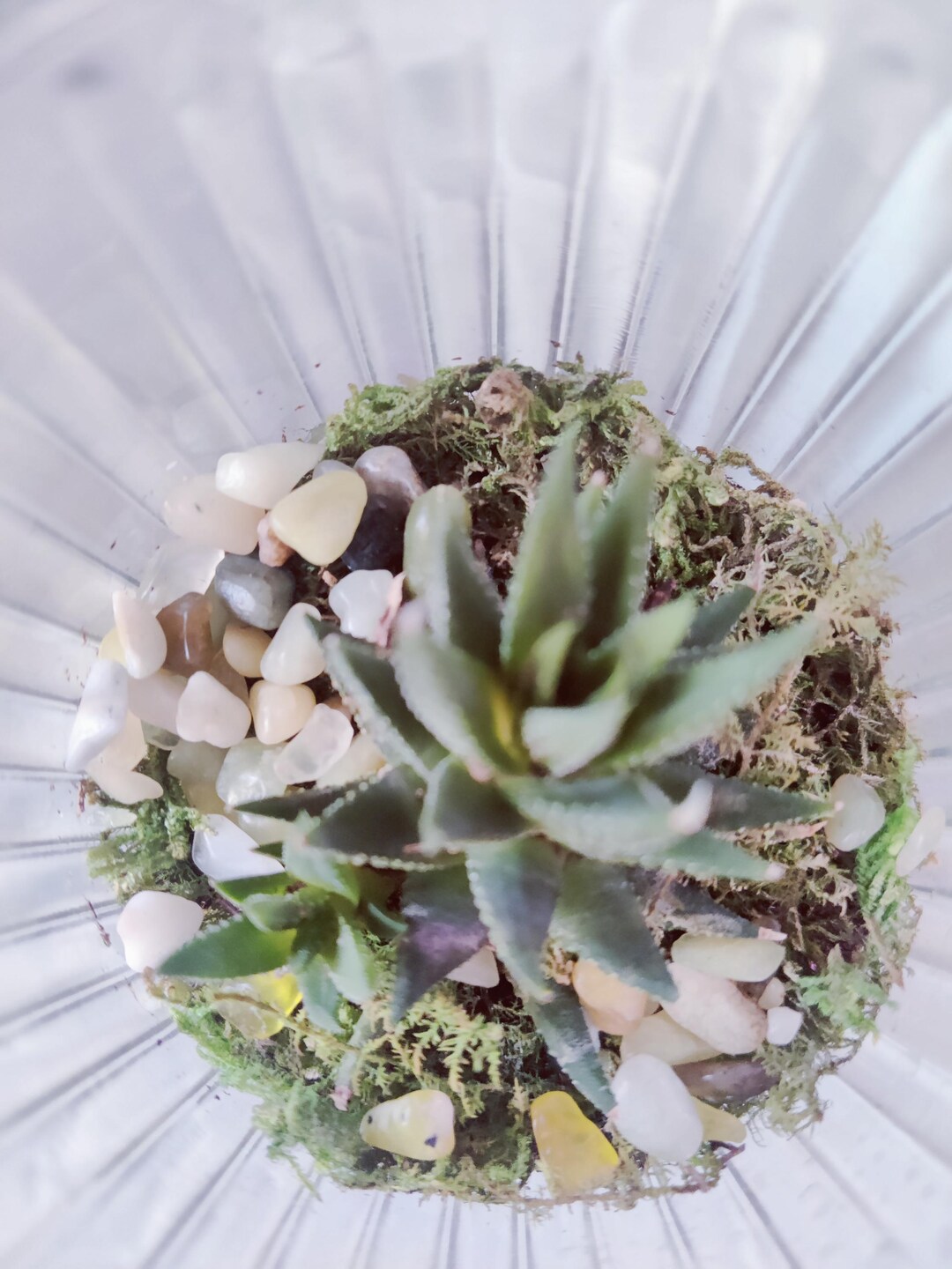 Haworthia W Baby in Rippled Glass Terrarium - Etsy