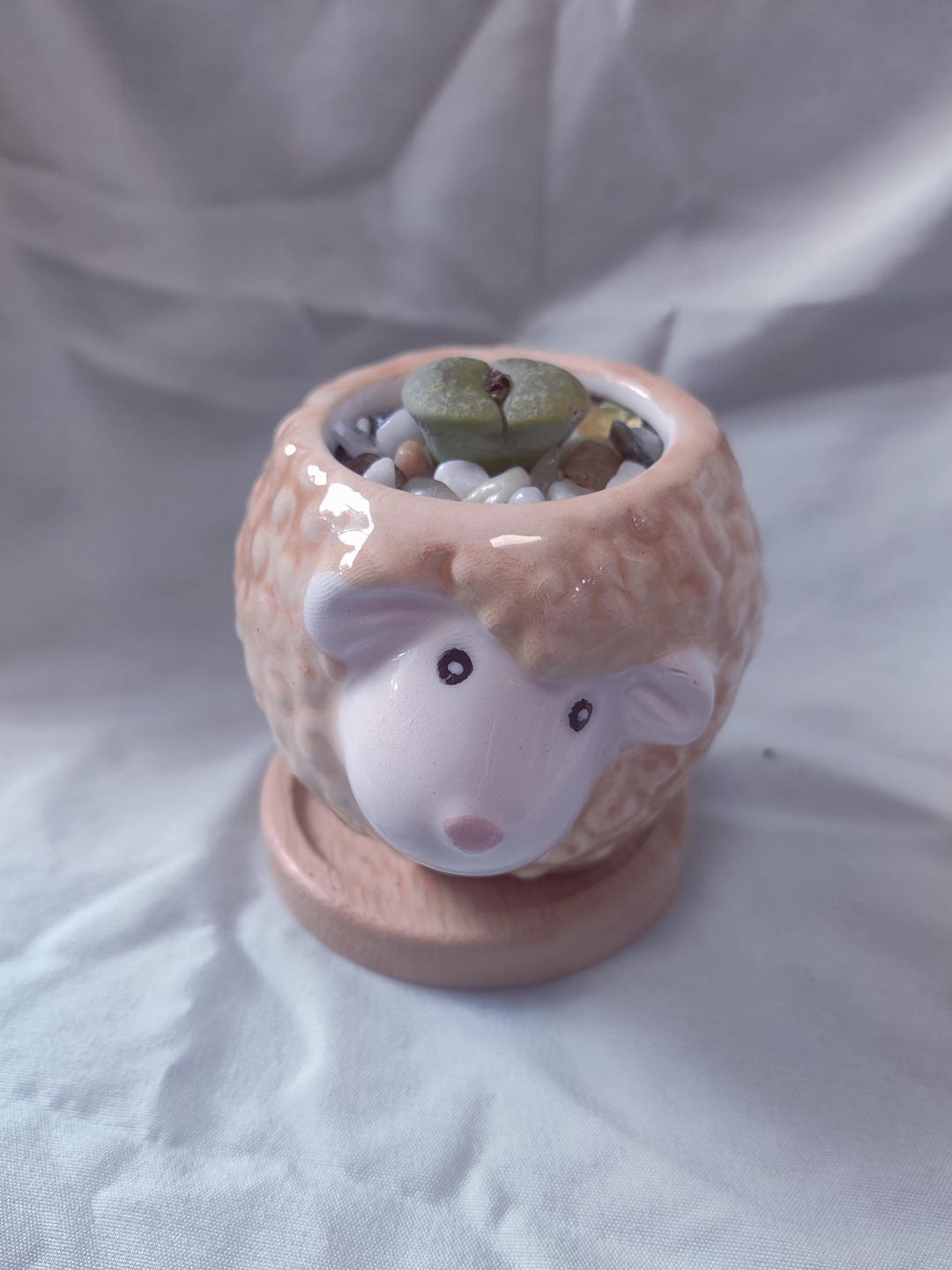 Sheep Pot W Thriving Lithop - Etsy