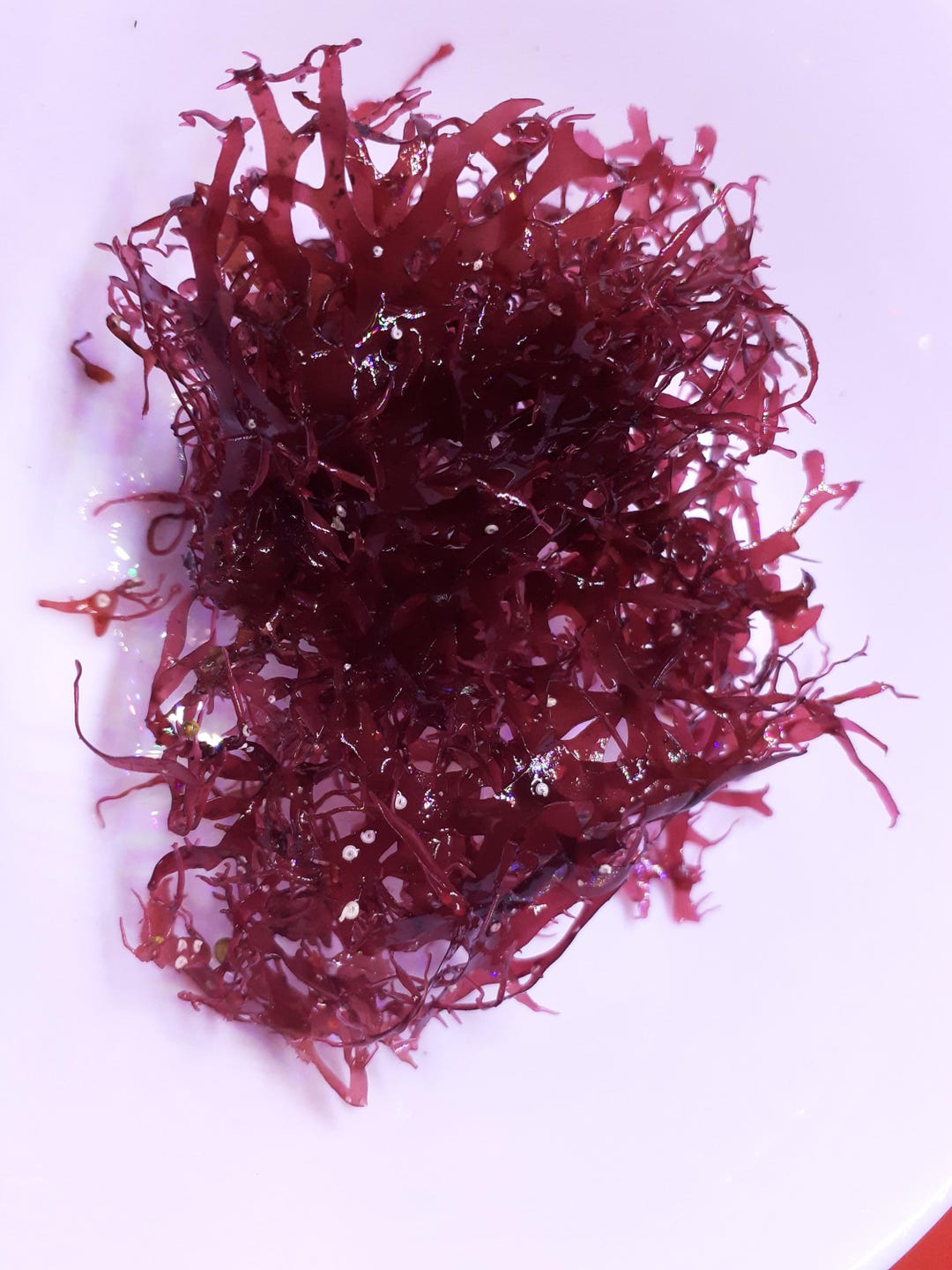 Red Macroalgae - Dragon Tongue or Dragon Breath (marine Seaweed) - Etsy ...