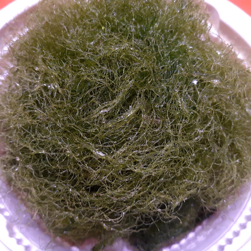 Guruko Derito Algae - Etsy Canada