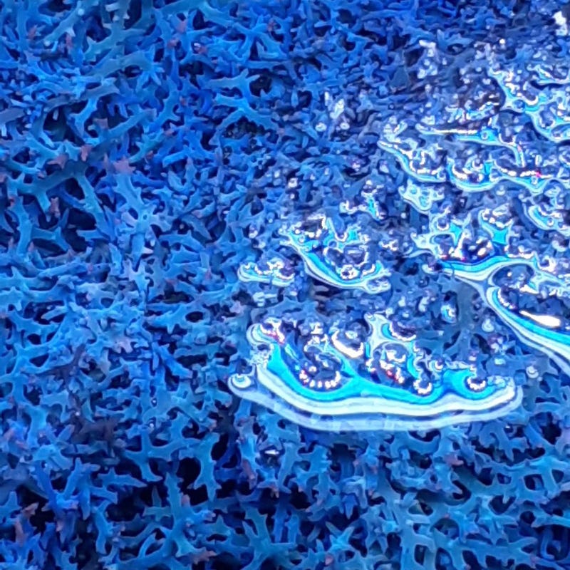 Fish Macro Polaris Serenade - Etsy Canada