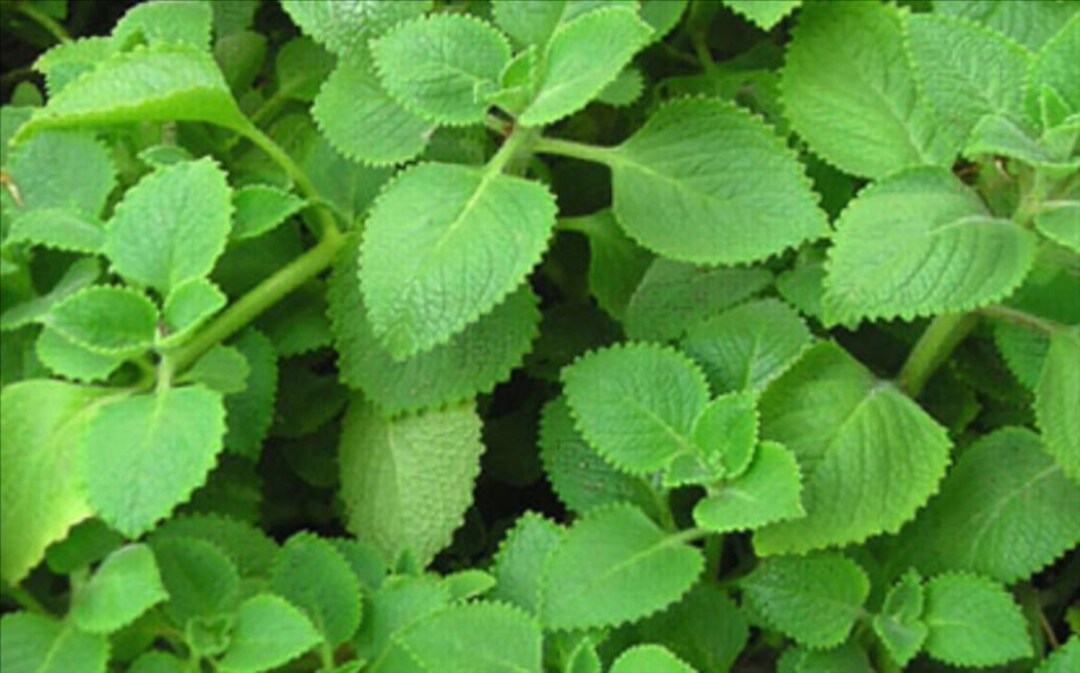 Mexican Mint Well Rooted Plant(8-10 Inch) No Pot - Etsy