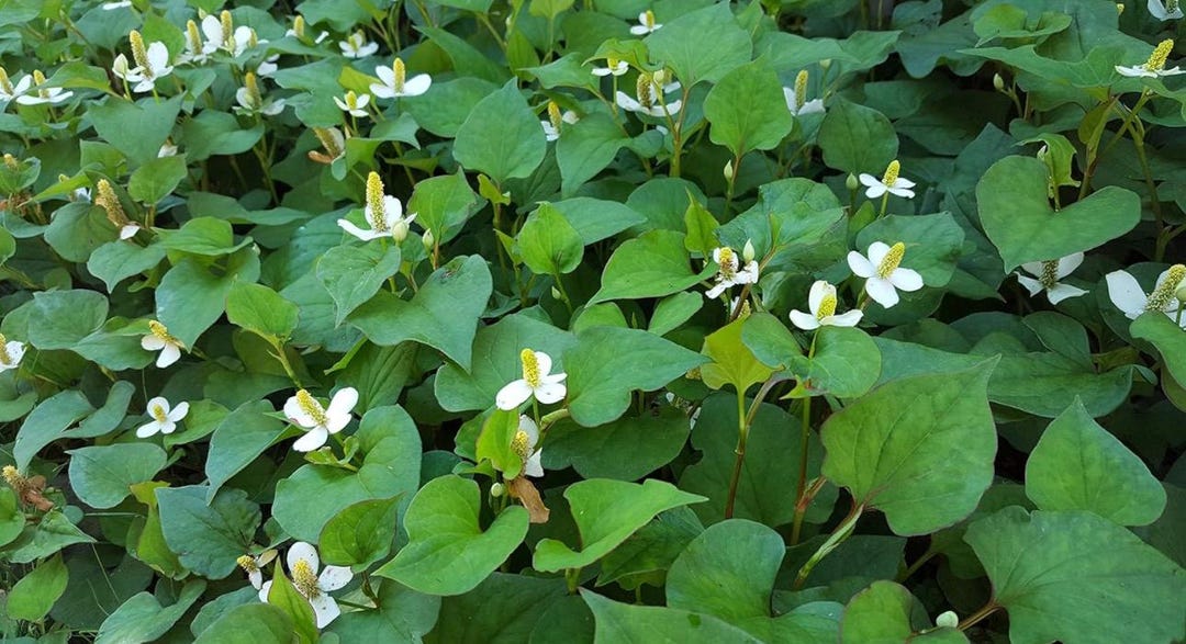 Bare Root Fish Mint Houttuynia Cordata Asian Herb Plants (diếp Cá) - Etsy