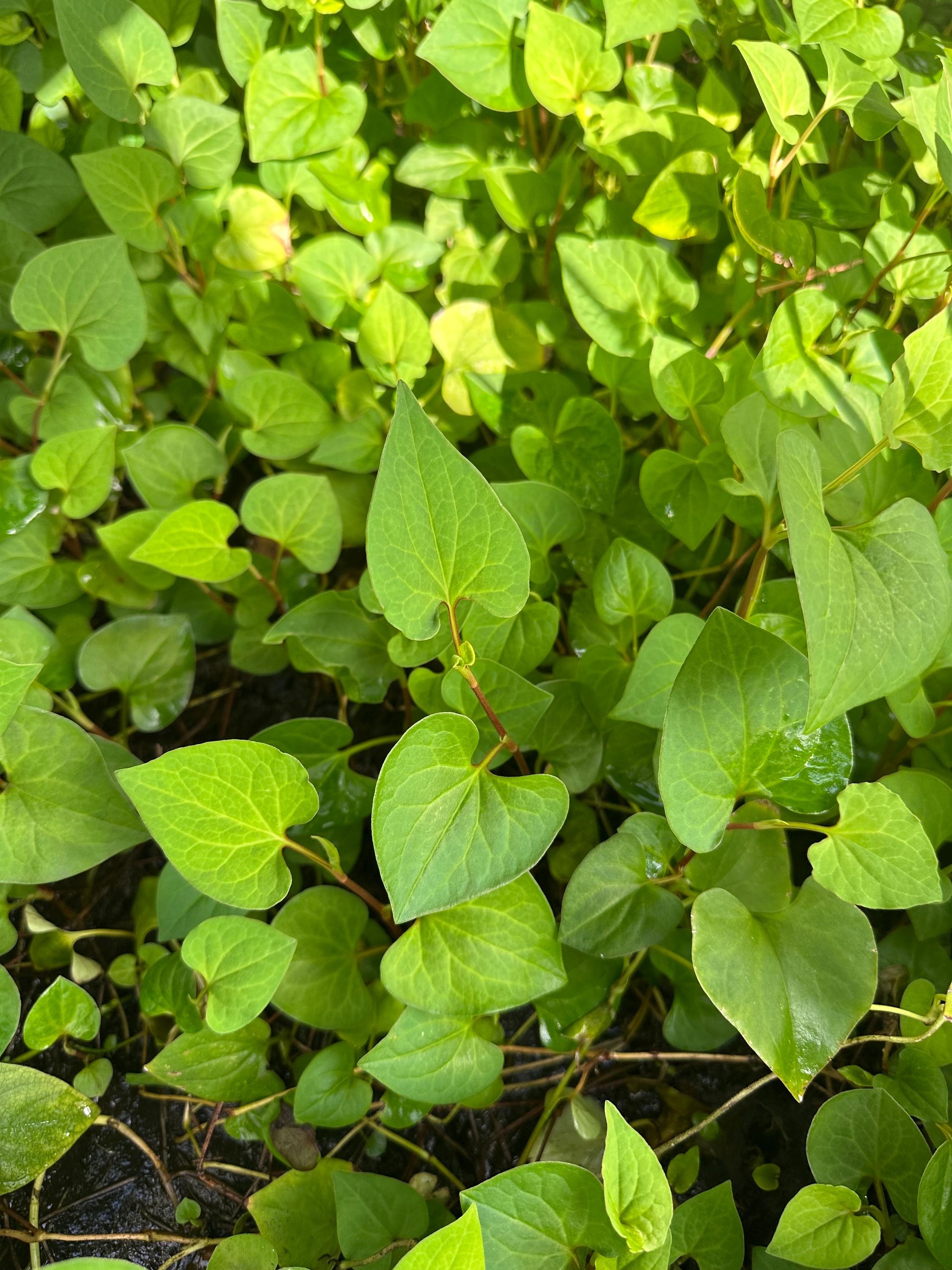 Bare Root Fish Mint Houttuynia Cordata Asian Herb Plants (diếp Cá) - Etsy