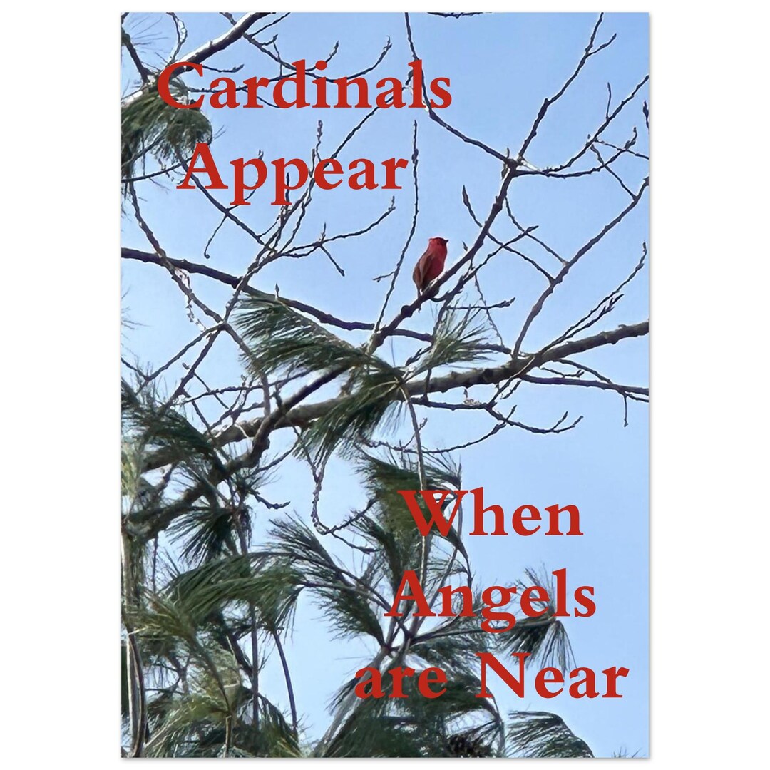 Male Cardinal Fine Art Poster | 'cardinals Appear When Angels Are Near ...