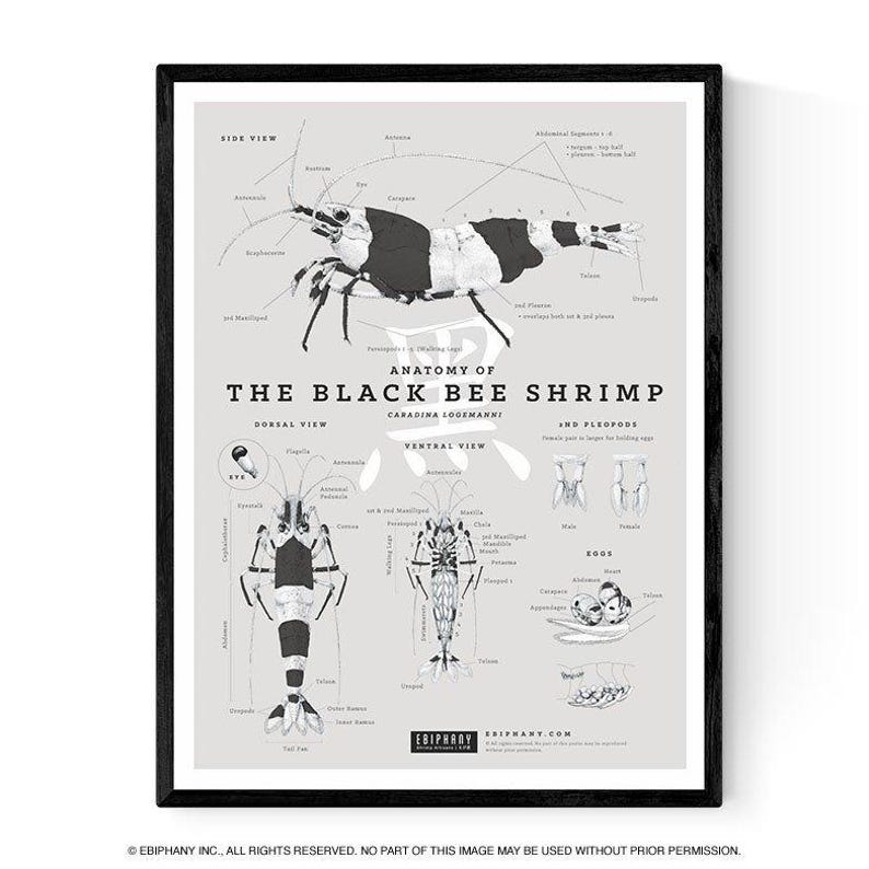 Anatomy of the Black Bee Shrimp Poster - Etsy