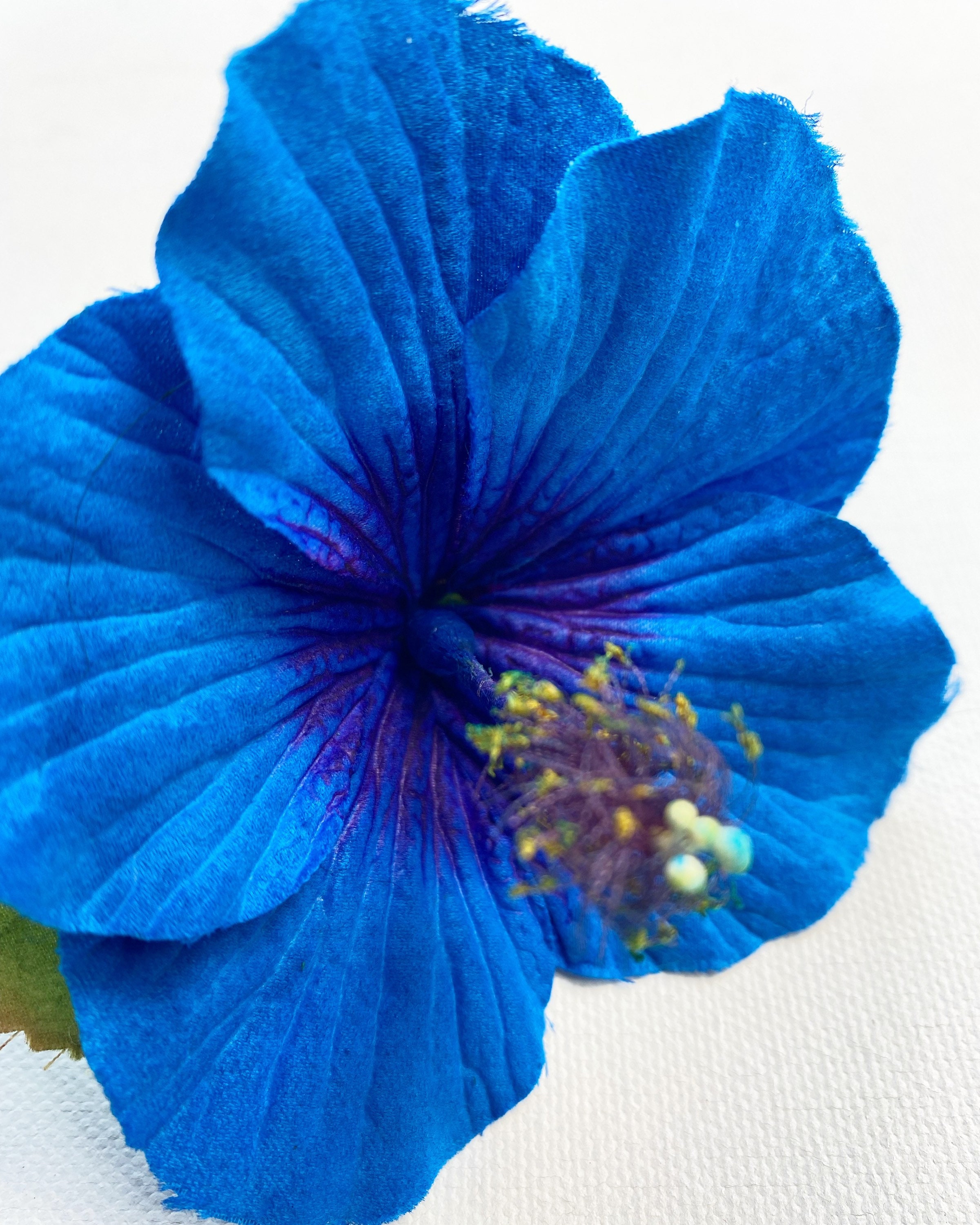 Blue Hibiscus Flowers