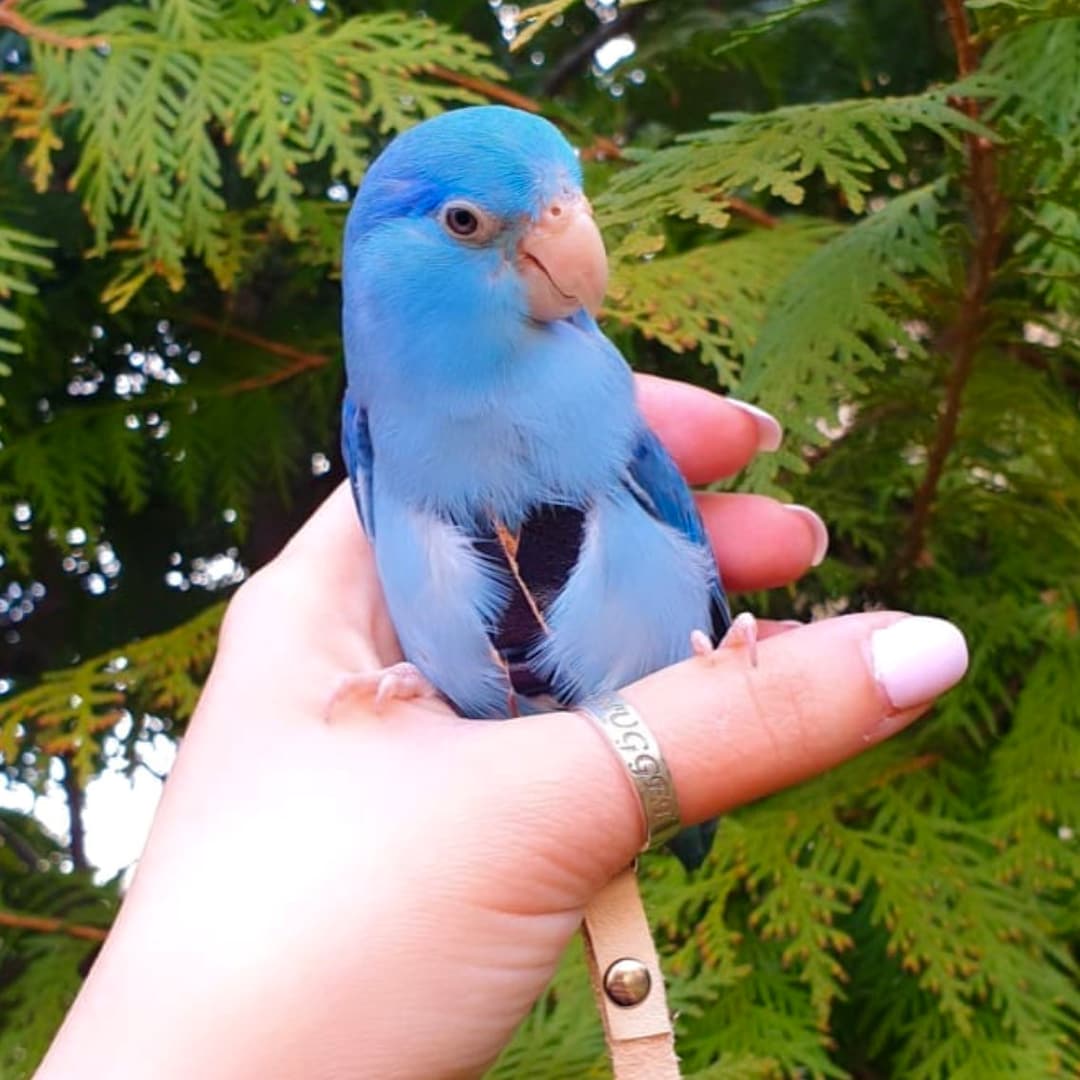 SIZE 0 - 25 - 32g LEATHERS4FEATHERS Leather Bird Harness Avian Parrot ...