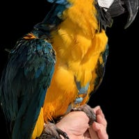 Mitred Conure Wool Sculpture: Custom Parrot Memorial - Etsy