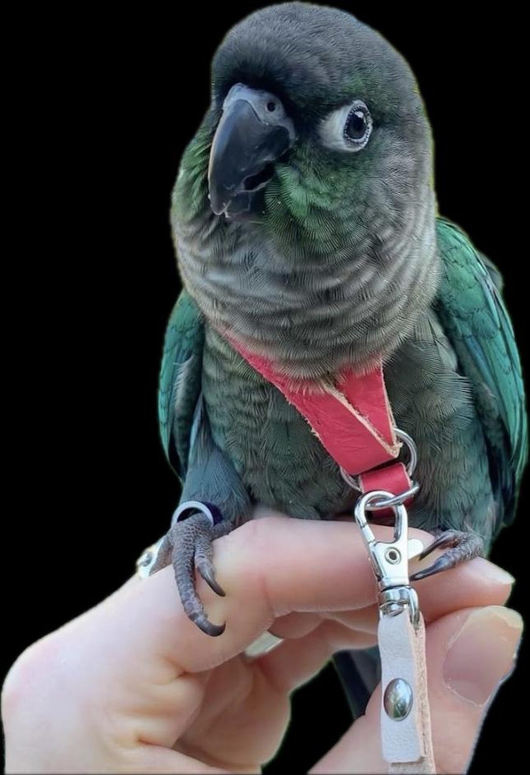 SIZE 2 - 60-80g LEATHERS4FEATHERS Leather Bird Harness Avian Parrot ...