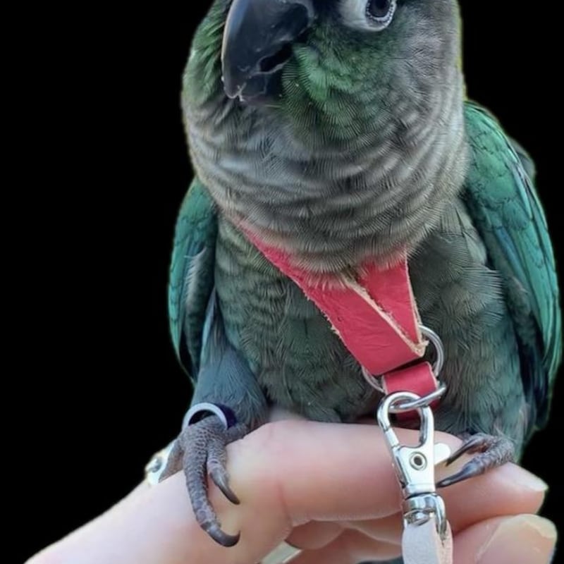 Green Conure Toy Bird - Etsy