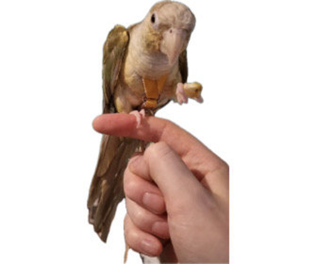 SIZE 2 60-80g LEATHERS4FEATHERS Leather Bird Harness Avian Parrot Leash ...