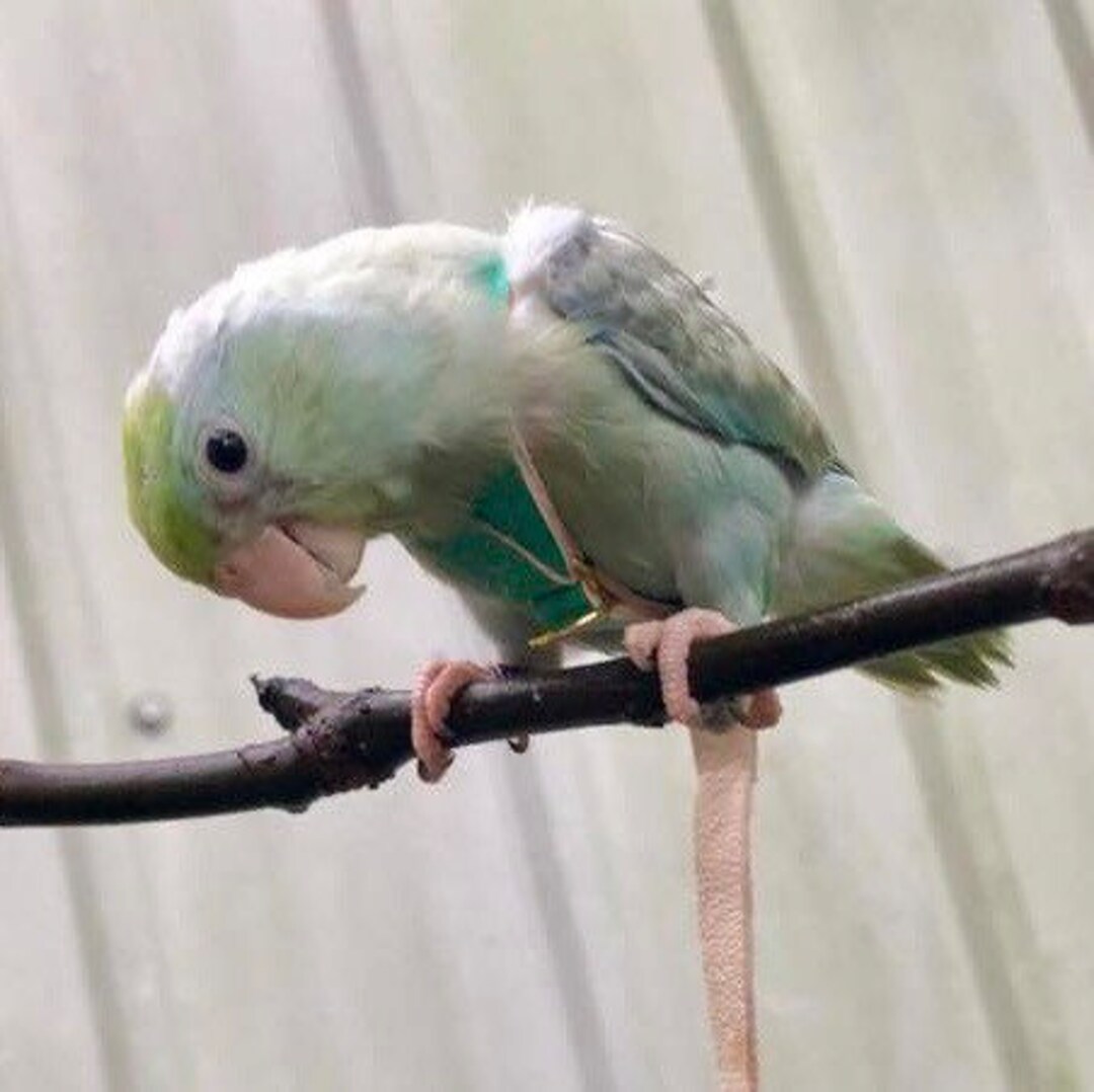 SIZE 0 25 32g LEATHERS4FEATHERS Leather Bird Harness Avian Parrot Leash ...