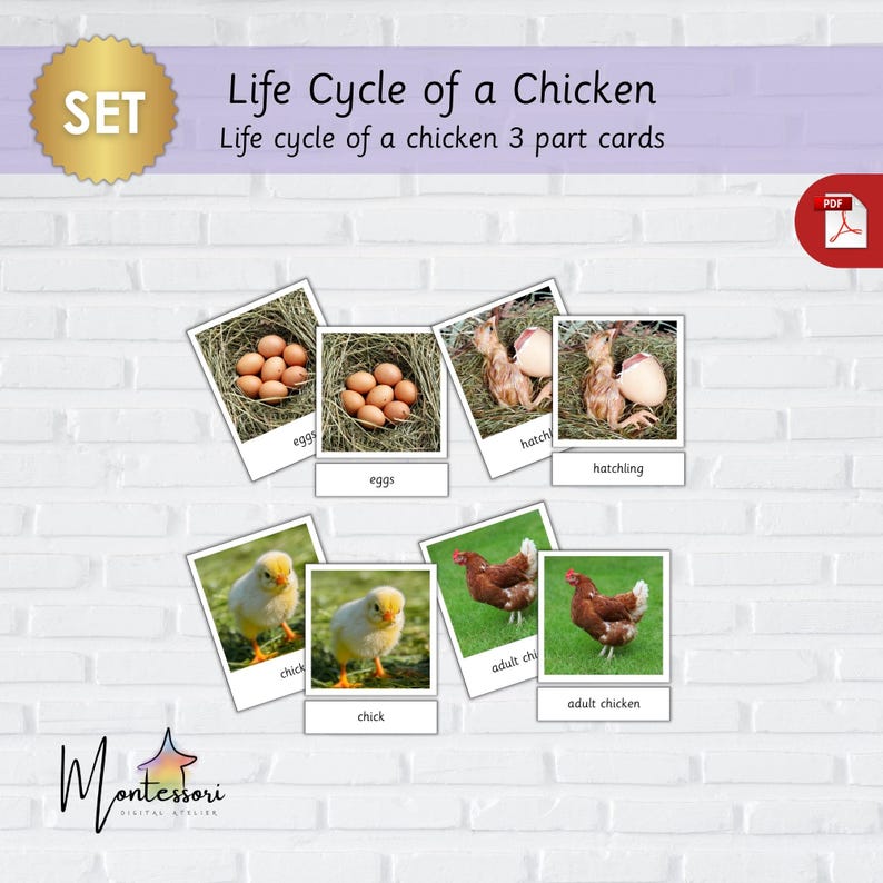 Chicken Life Cycle Cards-printable Chicken Life Cycle Flash Cards ...